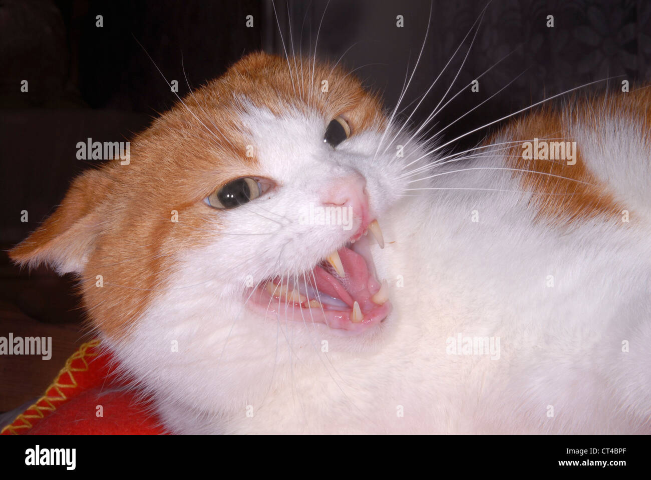 Cat scream hi-res stock photography and images - Alamy