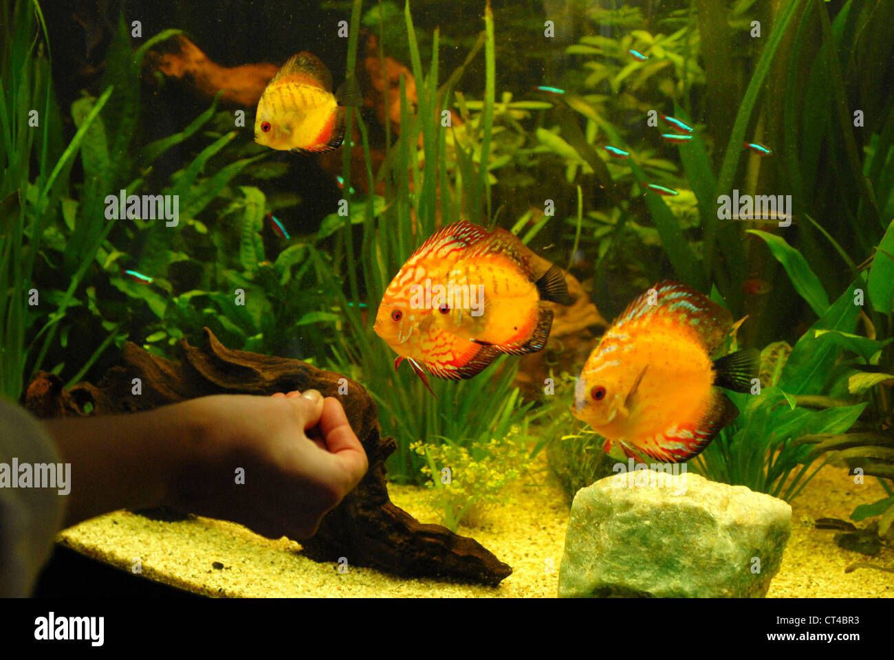 Discus and bowl hi-res stock photography and images - Alamy