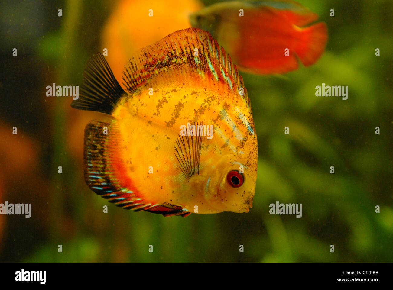 Discus and bowl hi-res stock photography and images - Alamy