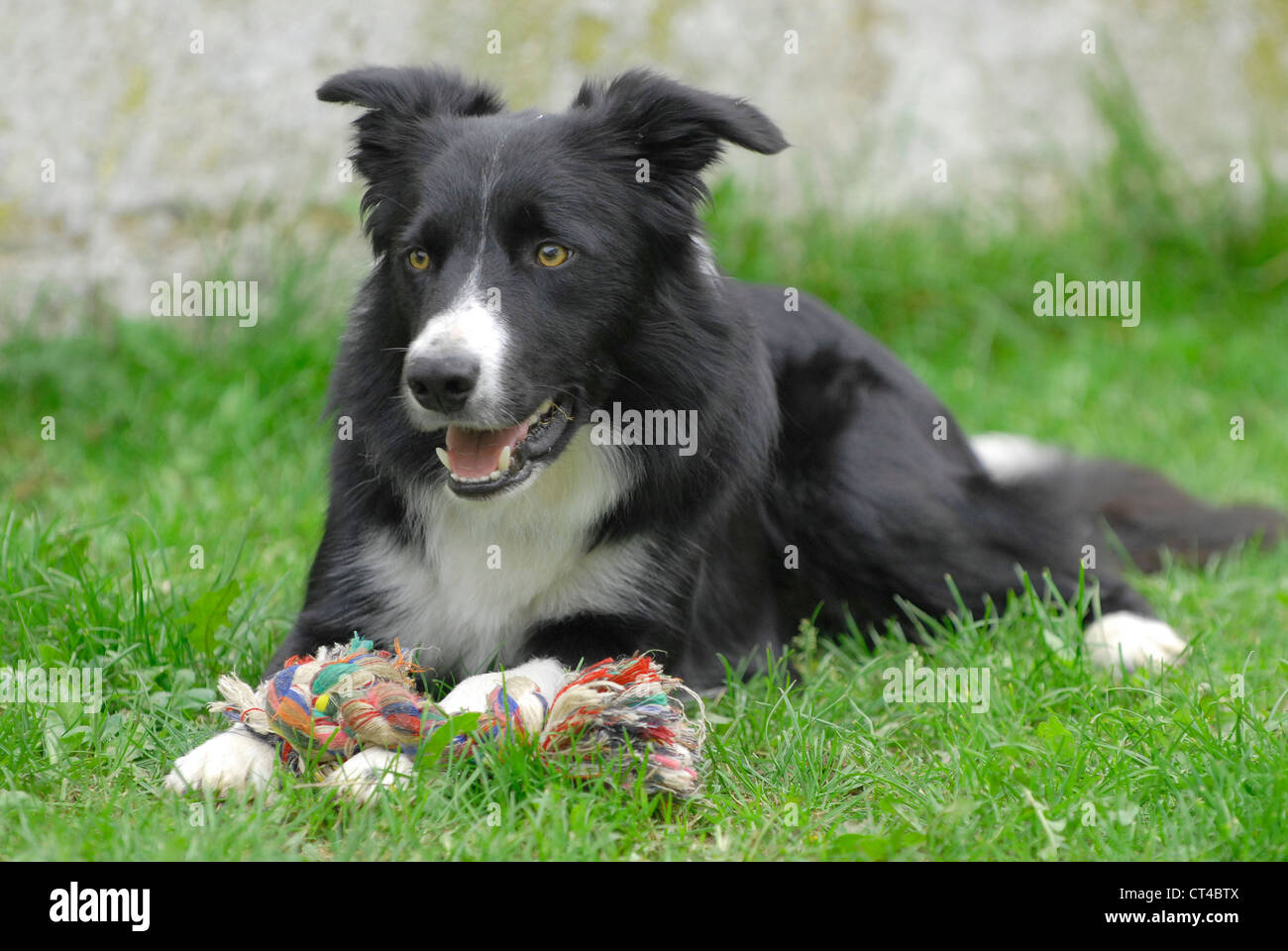 DOG, BORDER COLLIE Stock Photo - Alamy