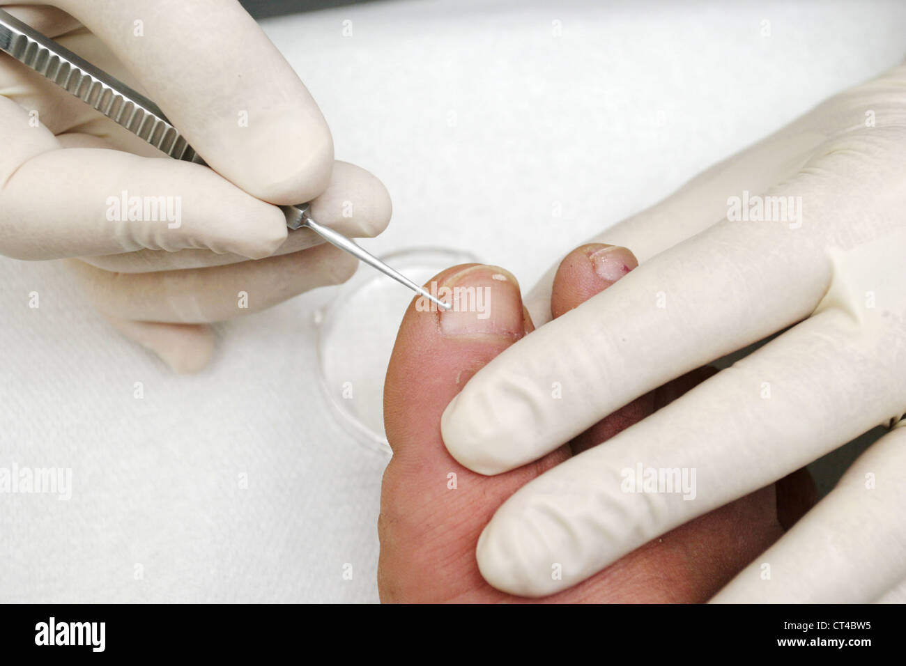 Fungal specimens hi-res stock photography and images - Alamy