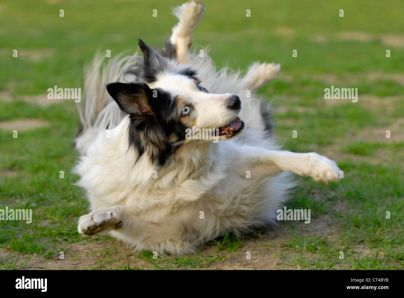 DOG, BORDER COLLIE Stock Photo - Alamy