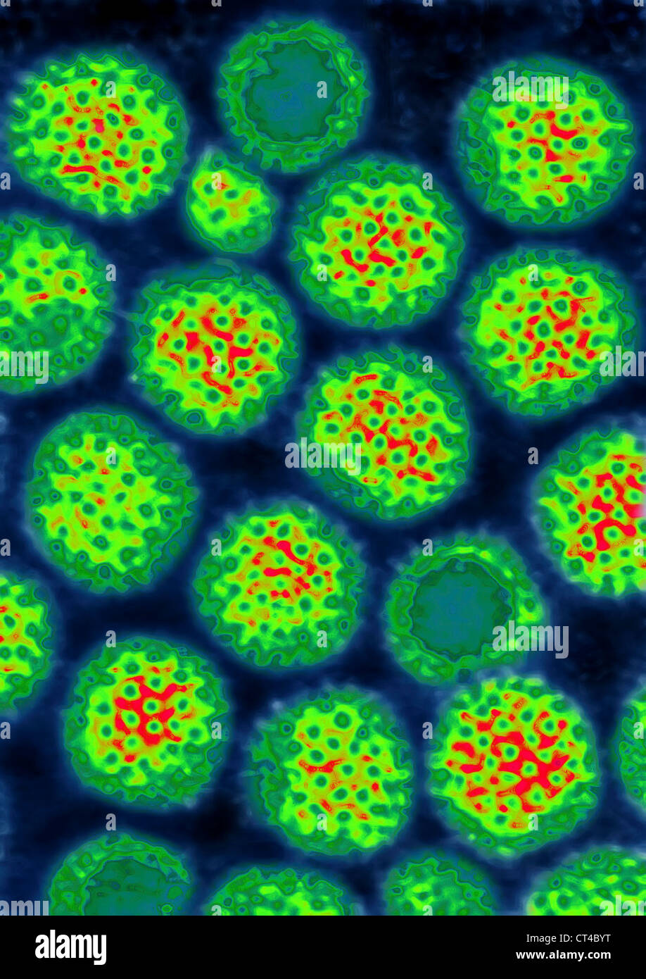 Reoviridae hi-res stock photography and images - Alamy