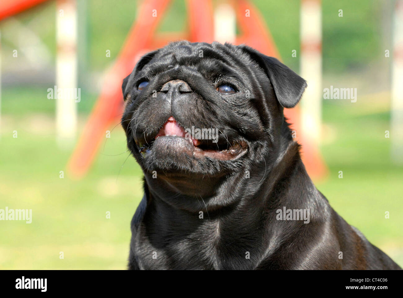 Dog pug hi-res stock photography and images - Alamy