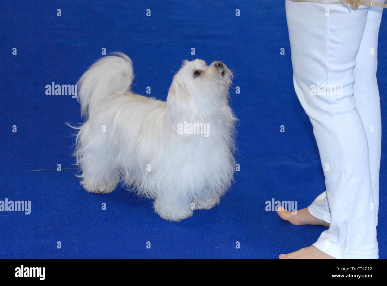 DOG, COTON DE TULEAR Stock Photo - Alamy