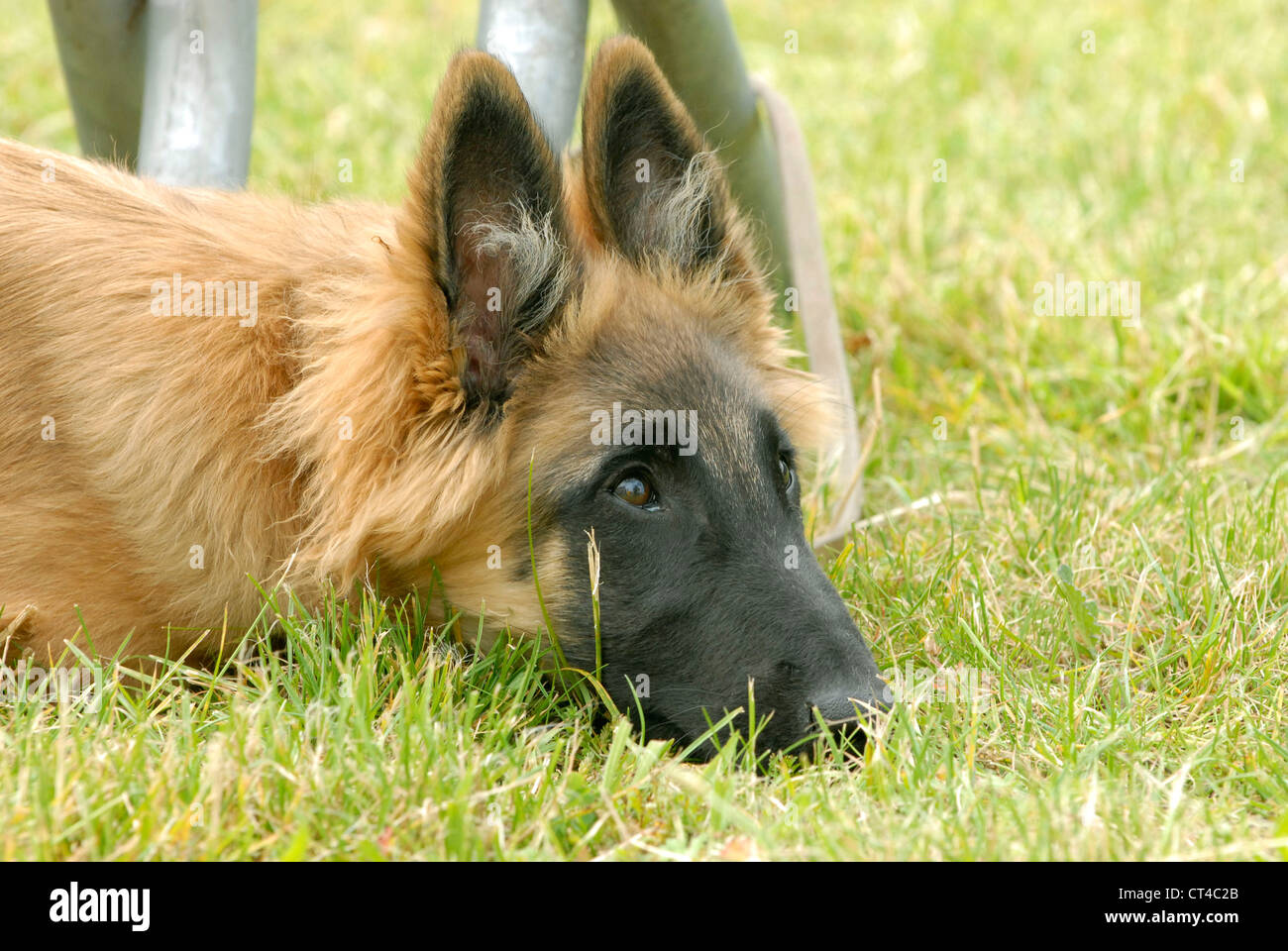 DOG, BELGIAN TERVUEREN Stock Photo - Alamy