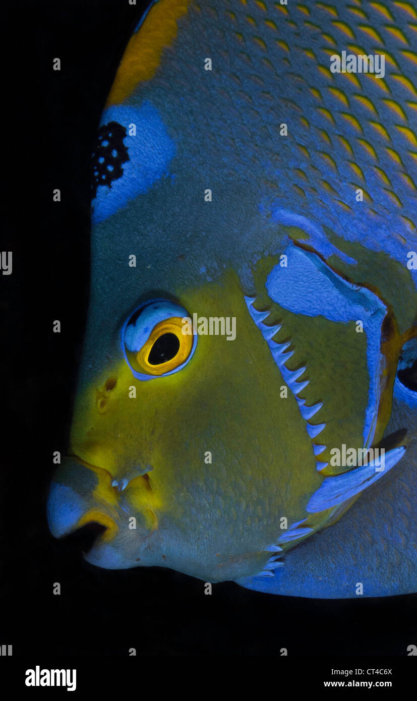 Queen angel hi-res stock photography and images - Alamy