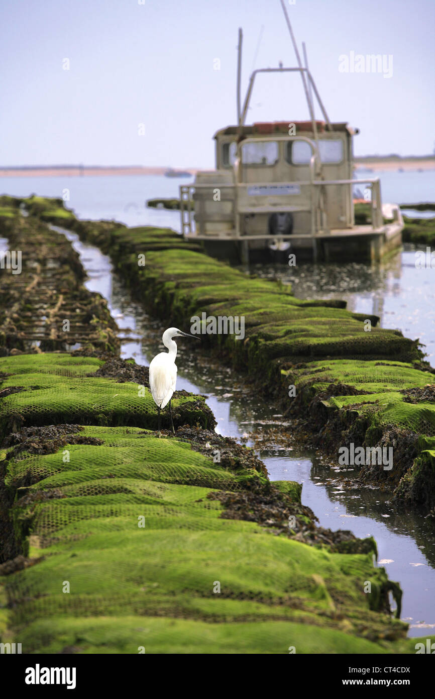 Oyster farm farming aquaculture mariculture farms hi-res stock ...