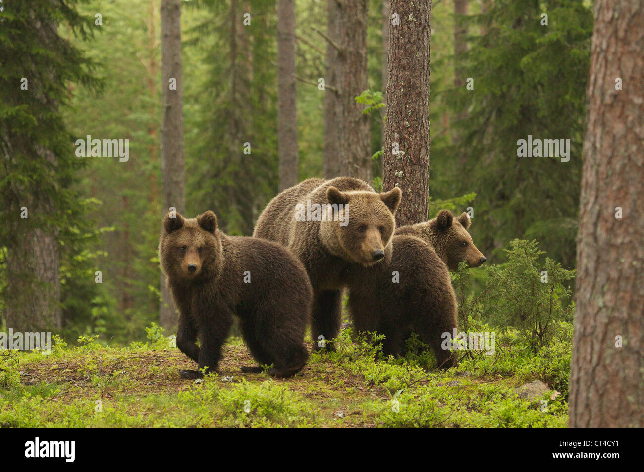 Ursidae family hi-res stock photography and images - Alamy