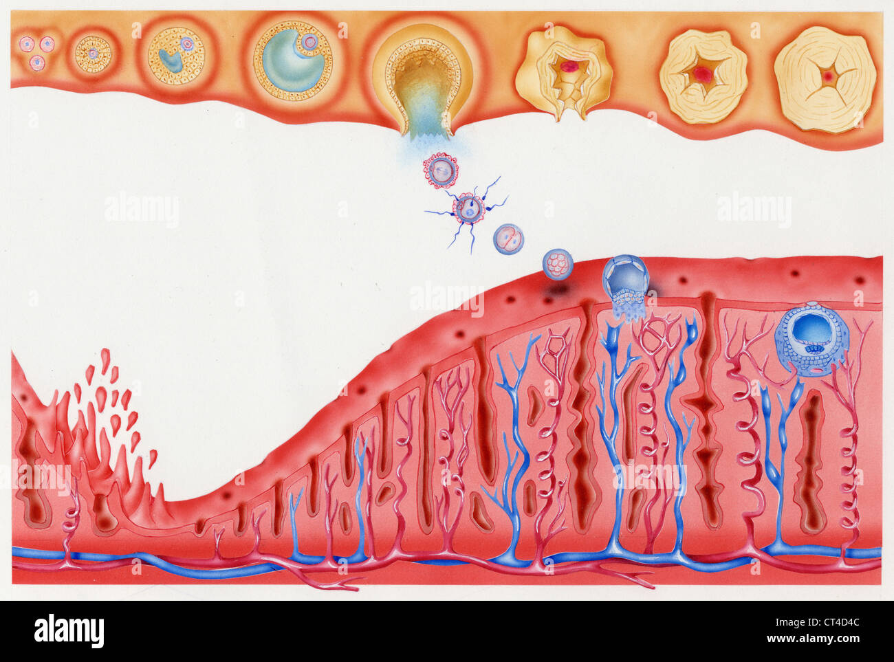 Menstrual cycle drawing hi-res stock photography and images - Alamy