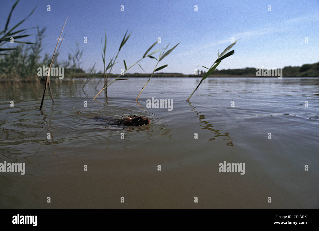 Rattus sp hi-res stock photography and images - Alamy