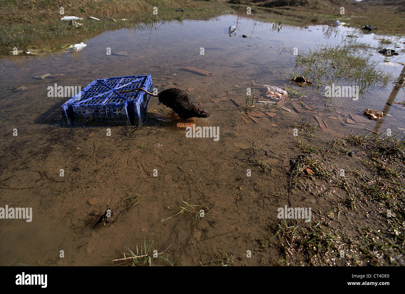 Rattus Sp High Resolution Stock Photography and Images - Alamy