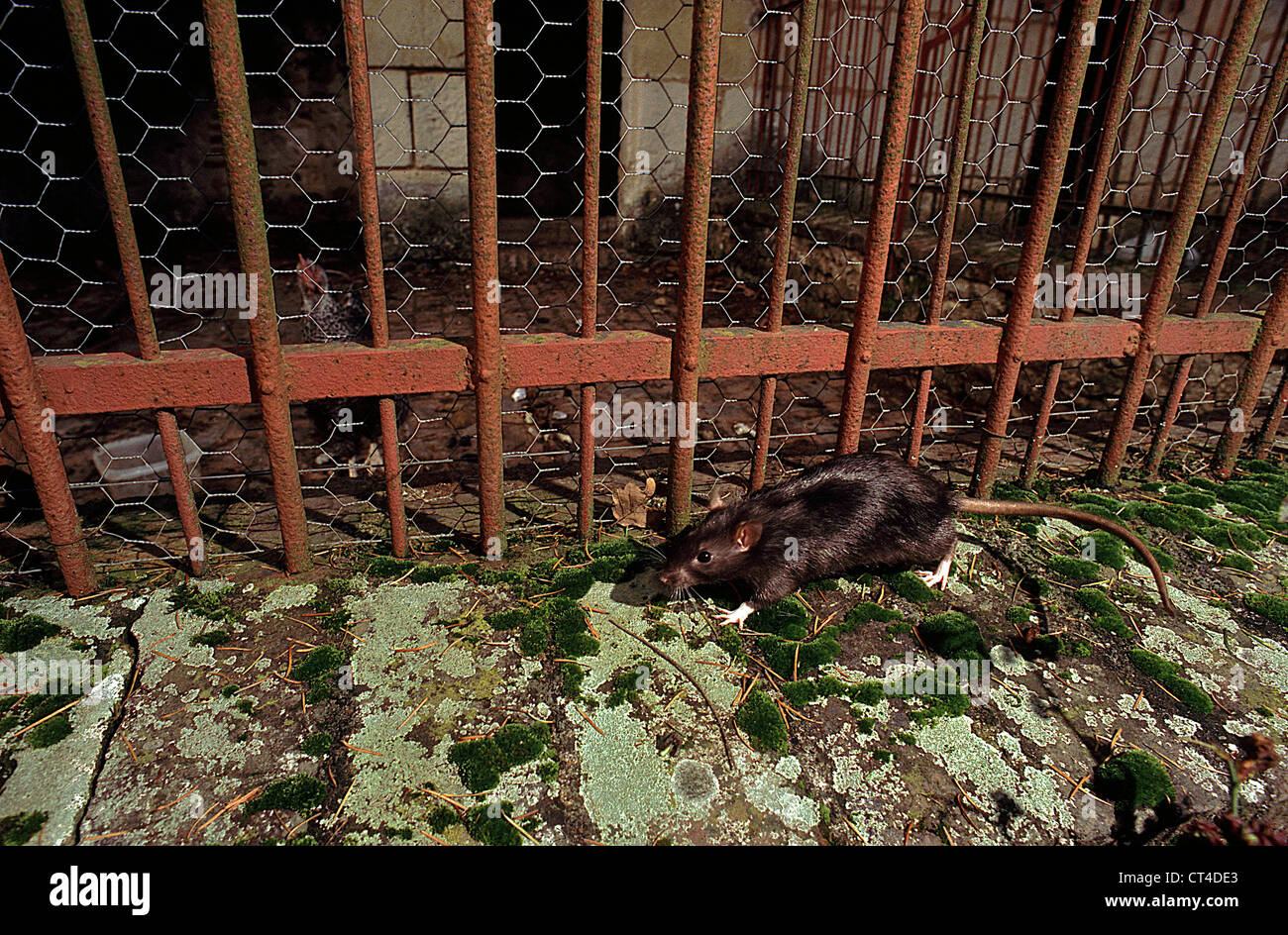 Rattus Sp High Resolution Stock Photography and Images - Alamy