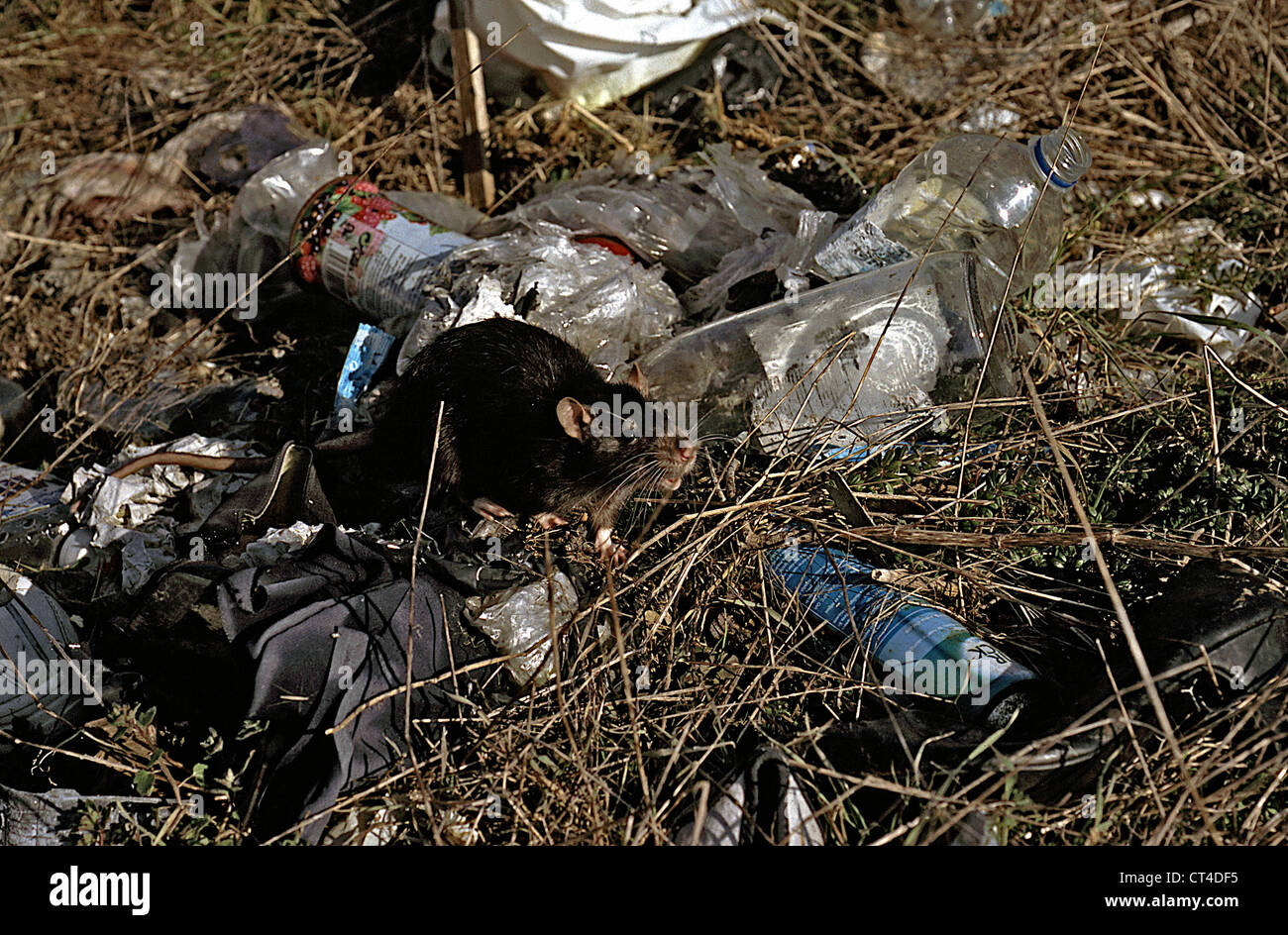 Rattus sp hi-res stock photography and images - Alamy