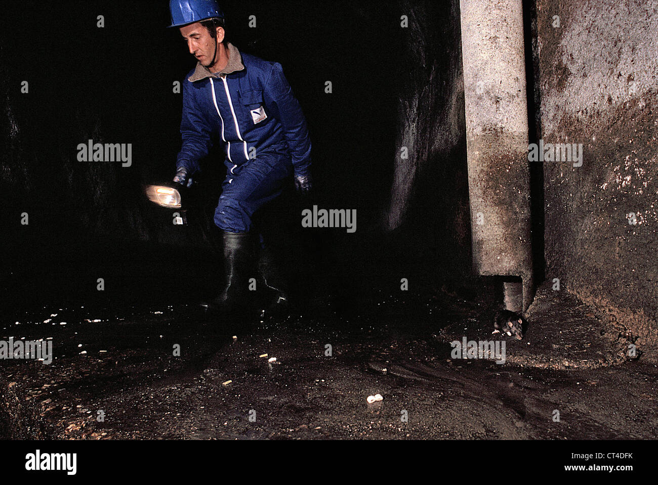 Sewer rats hi-res stock photography and images - Alamy