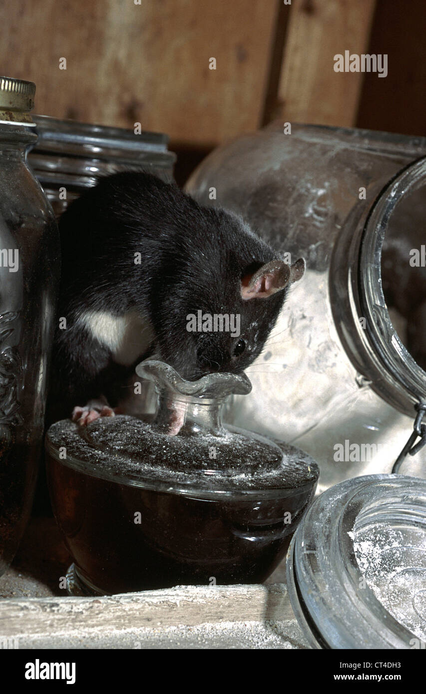 Rat Damage High Resolution Stock Photography and Images - Alamy