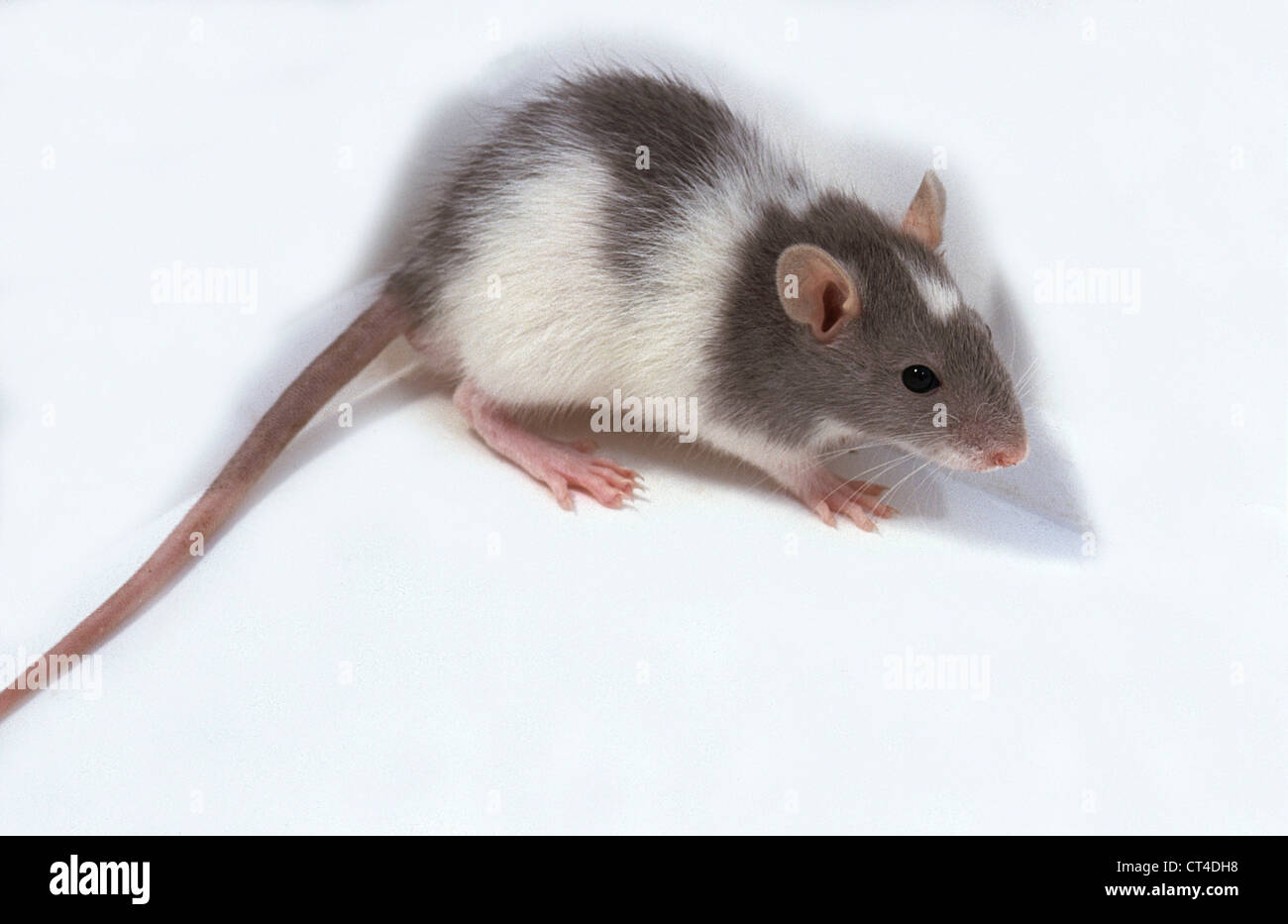 Juvenile rat hi-res stock photography and images - Alamy