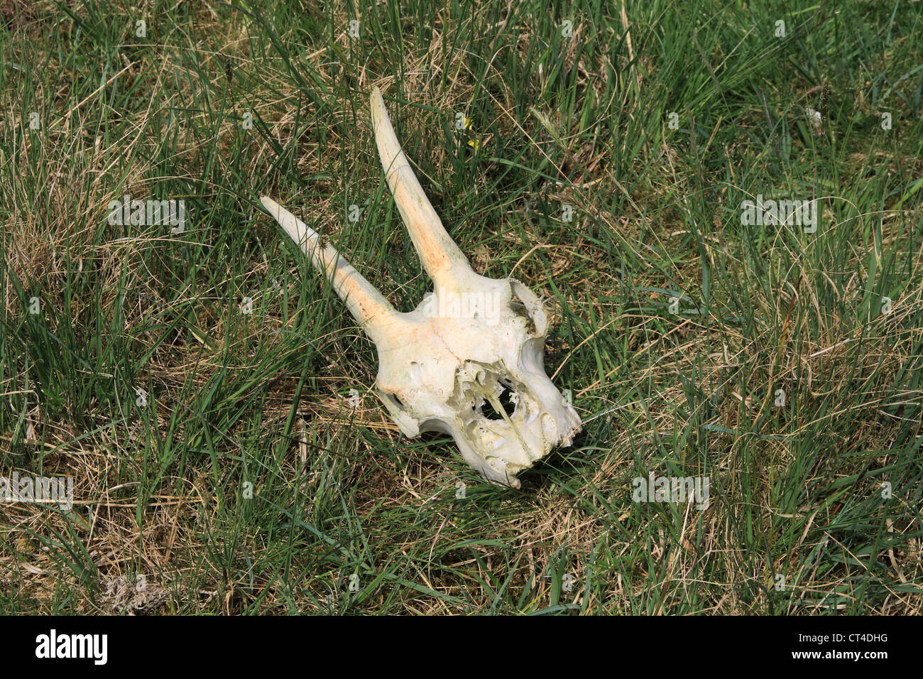 Skull of a Feral Goat ( Capra aegagrus hircus Stock Photo - Alamy