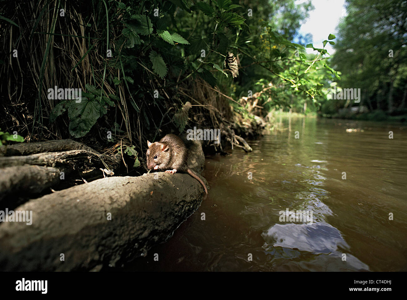 Rattus sp hi-res stock photography and images - Alamy