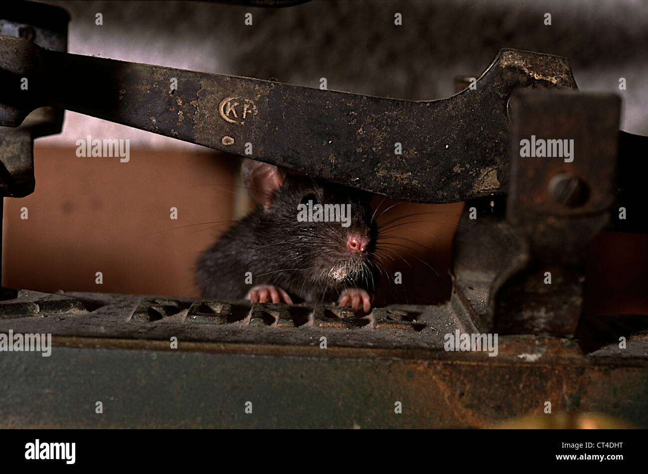 Rattus Sp High Resolution Stock Photography and Images - Alamy