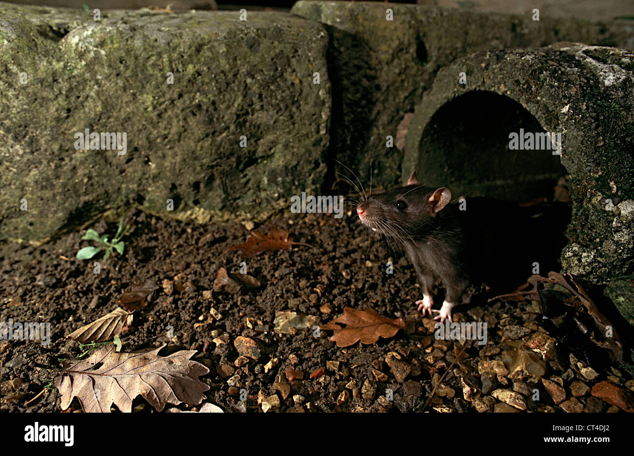 Rat pipe hi-res stock photography and images - Alamy