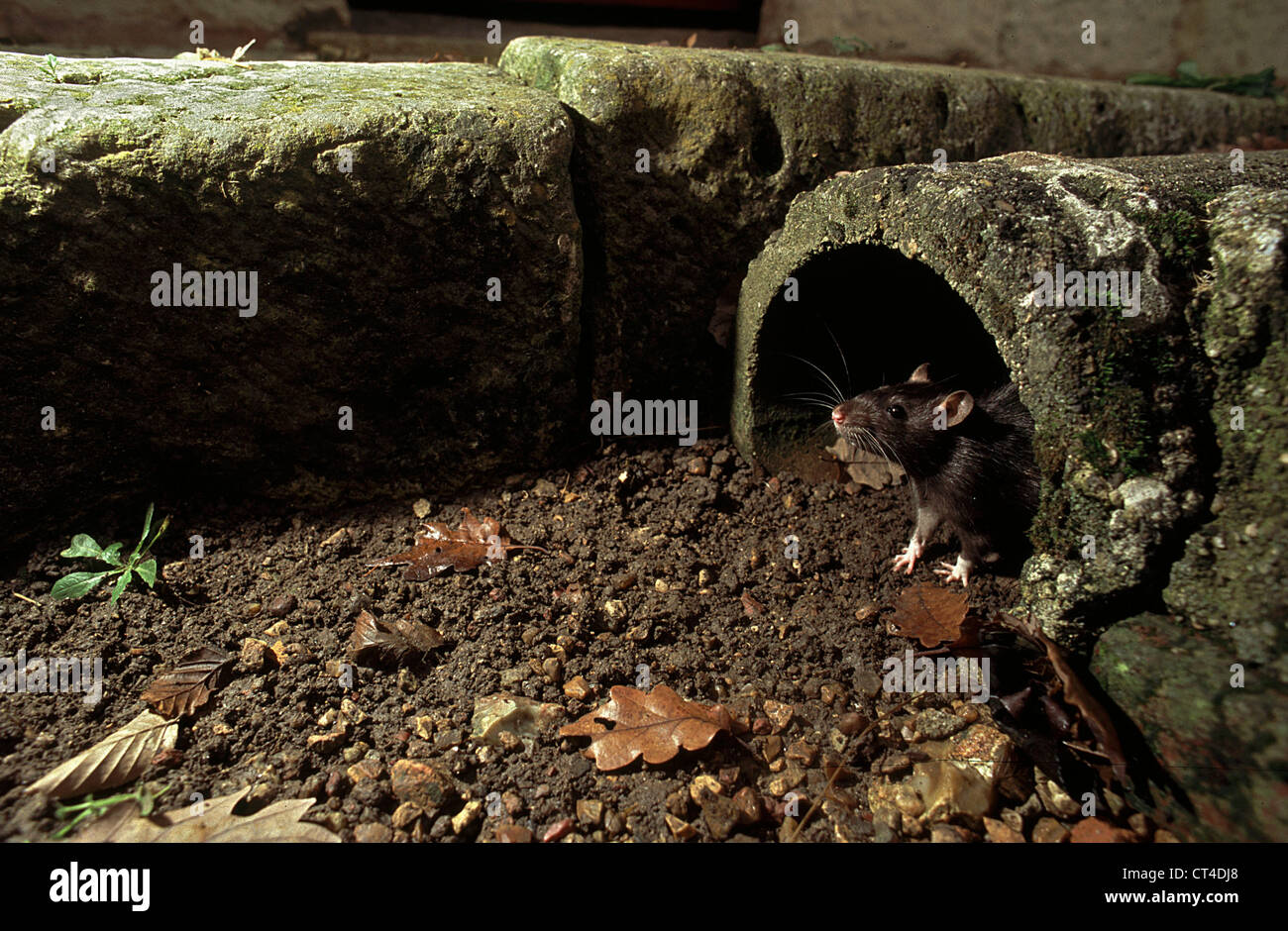 Rattus Sp High Resolution Stock Photography and Images - Alamy