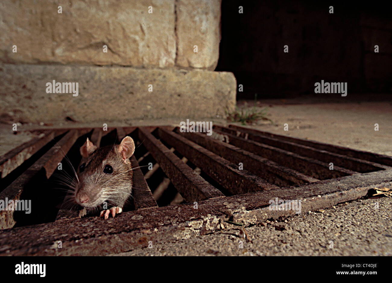 Rat Lines High Resolution Stock Photography and Images - Alamy