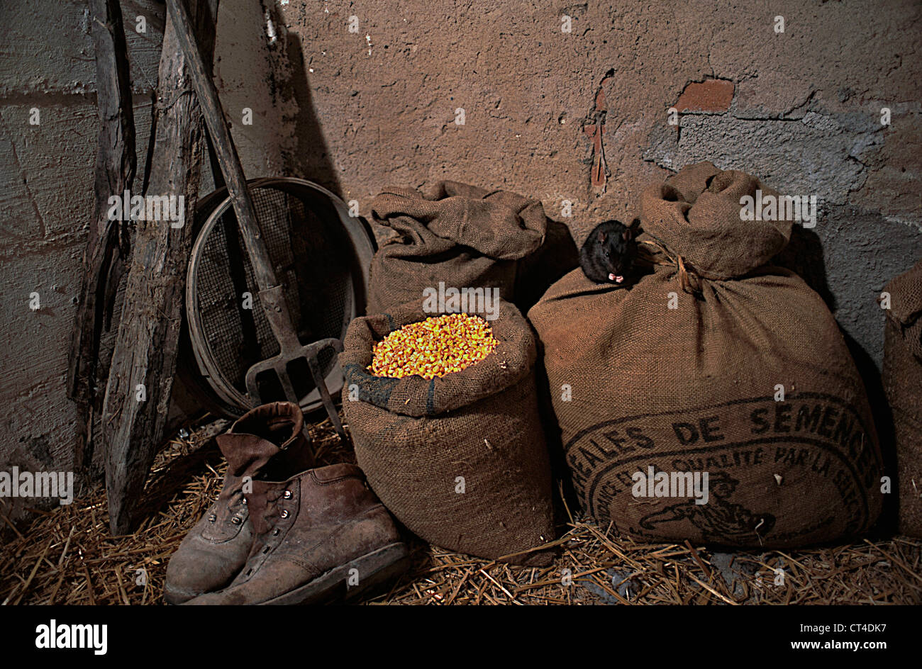 Bag rat hi-res stock photography and images - Alamy