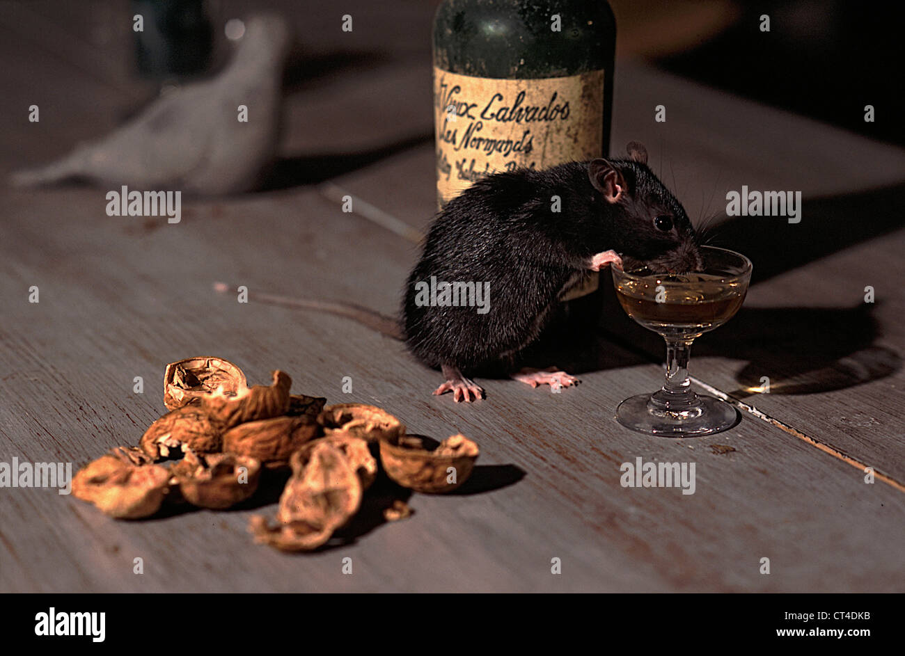 Jack rat hi-res stock photography and images - Alamy