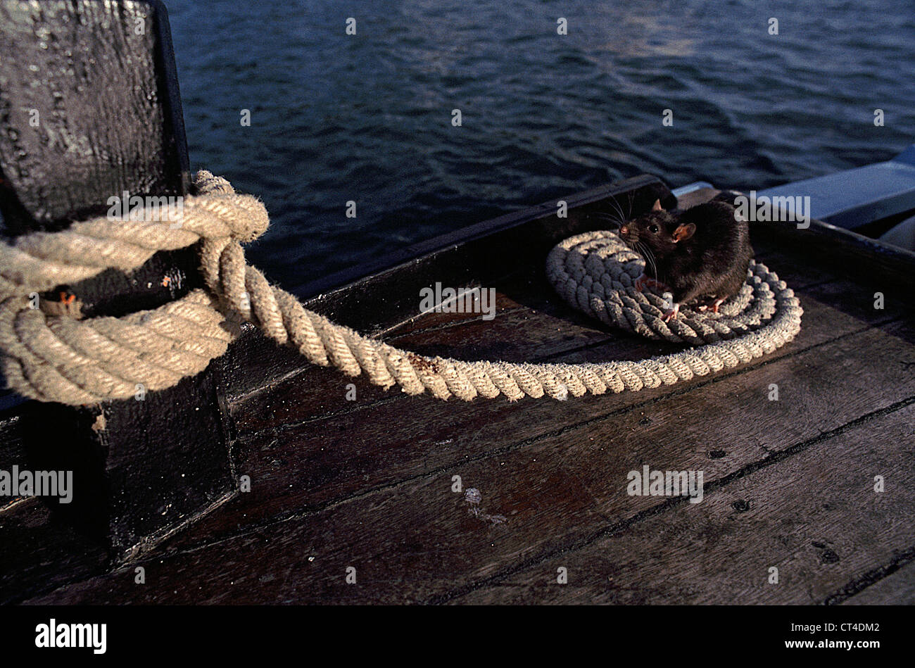 Rat ship hi-res stock photography and images - Alamy