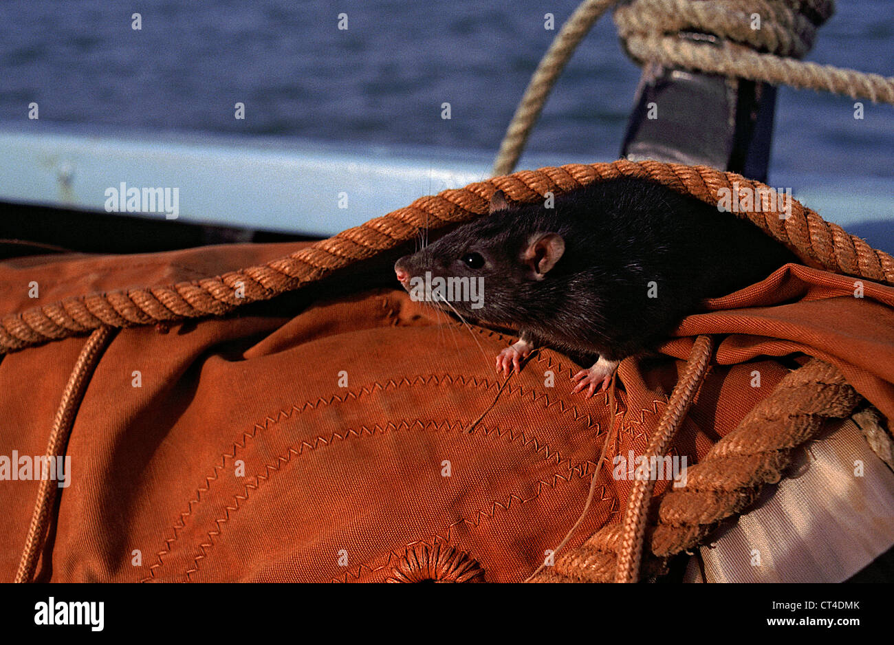 Rats ship hi-res stock photography and images - Alamy