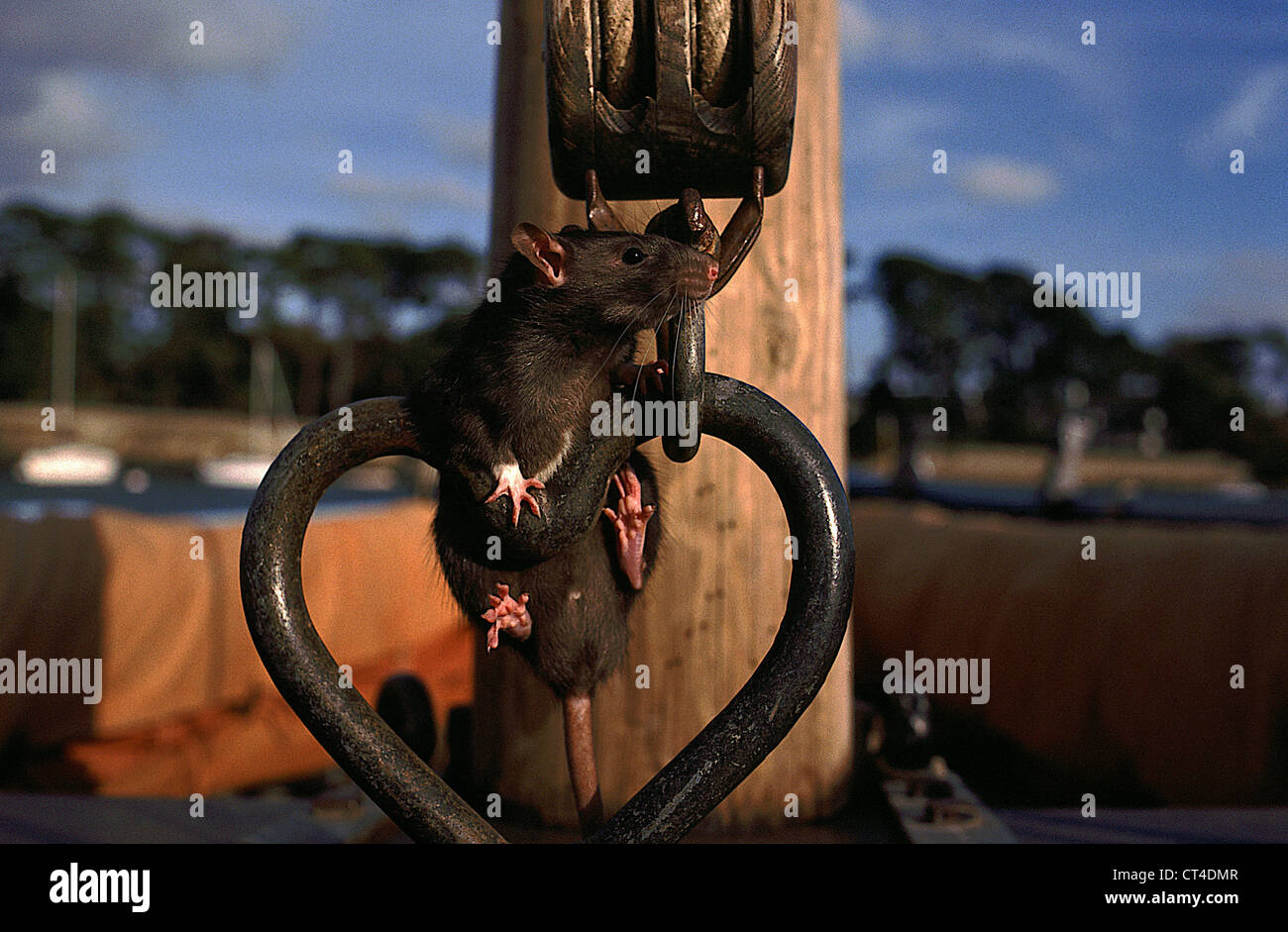 Rats ship hi-res stock photography and images - Alamy