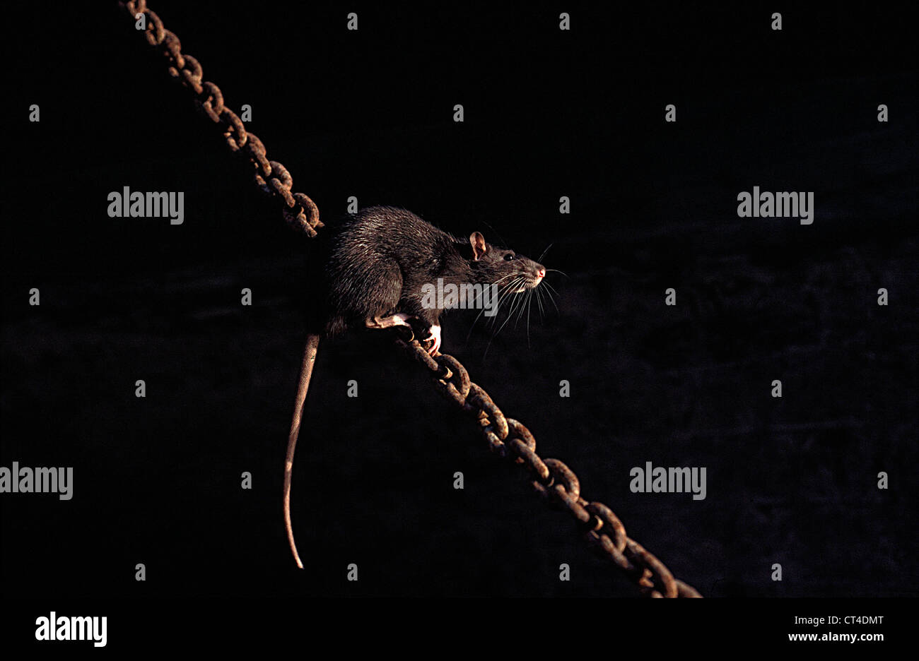 Black rat rattus rattus muridae hi-res stock photography and images - Alamy
