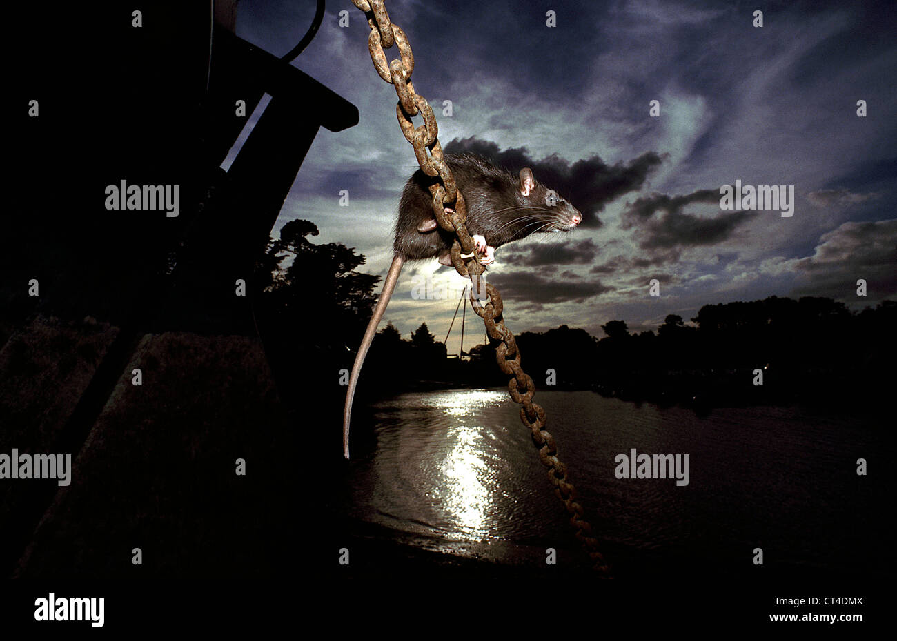 Rattus sp hi-res stock photography and images - Alamy