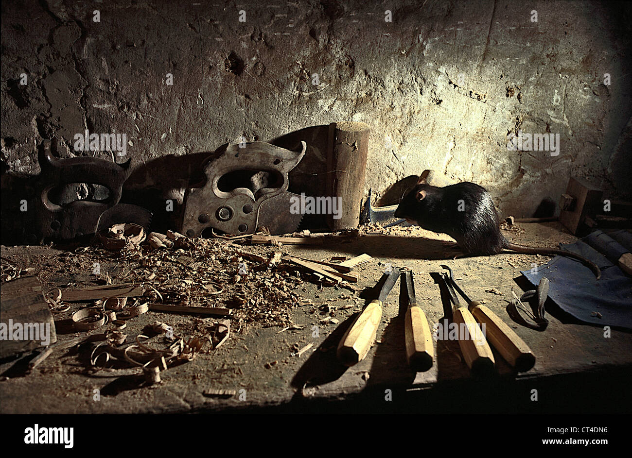 Rattus sp hi-res stock photography and images - Alamy