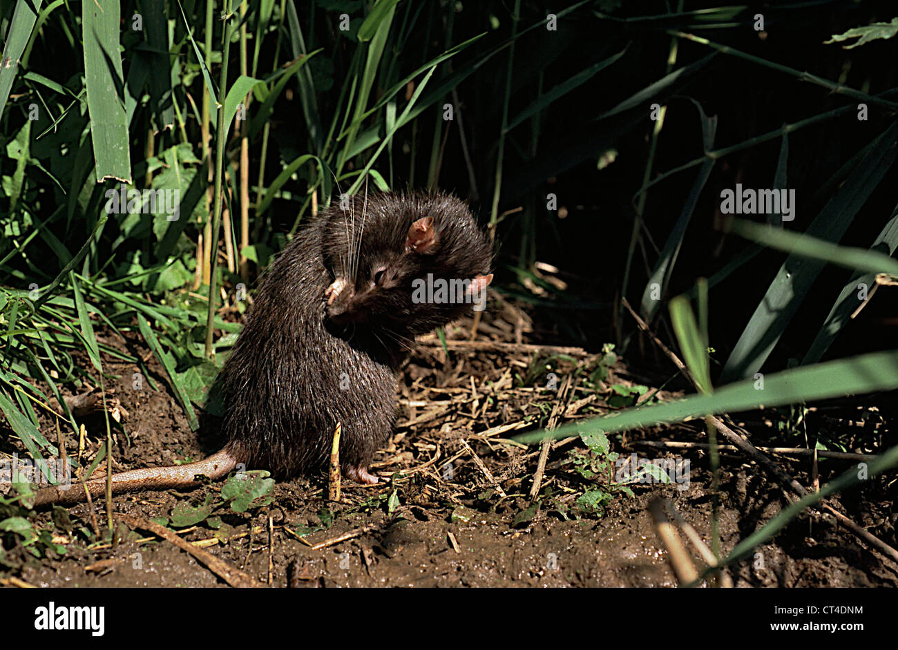 Rattus sp hi-res stock photography and images - Alamy