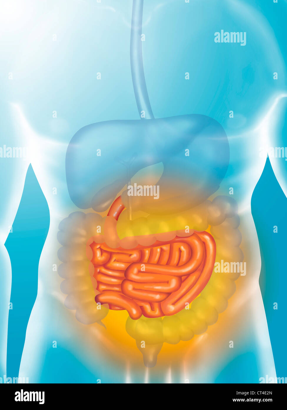 SMALL INTESTINE, DRAWING Stock Photo - Alamy