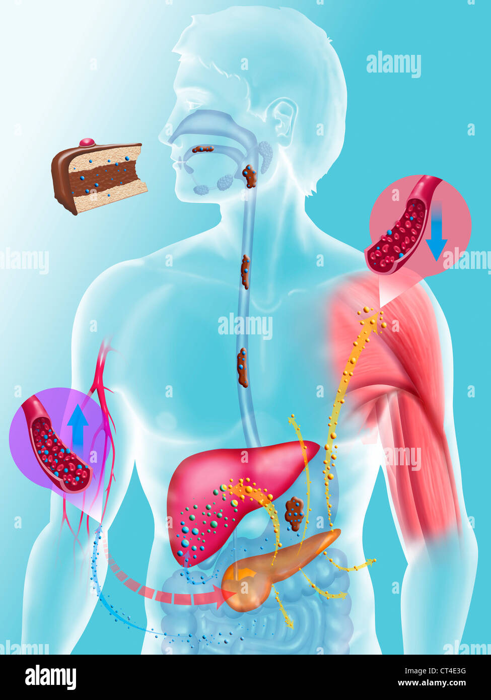 Insulin secretion hi-res stock photography and images - Alamy