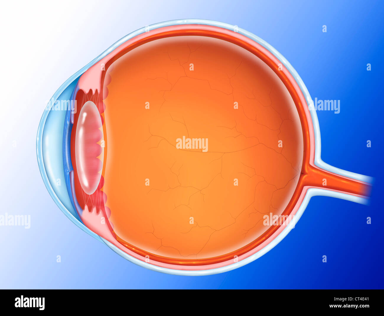 Anatomical drawing eye eyes hi-res stock photography and images - Alamy