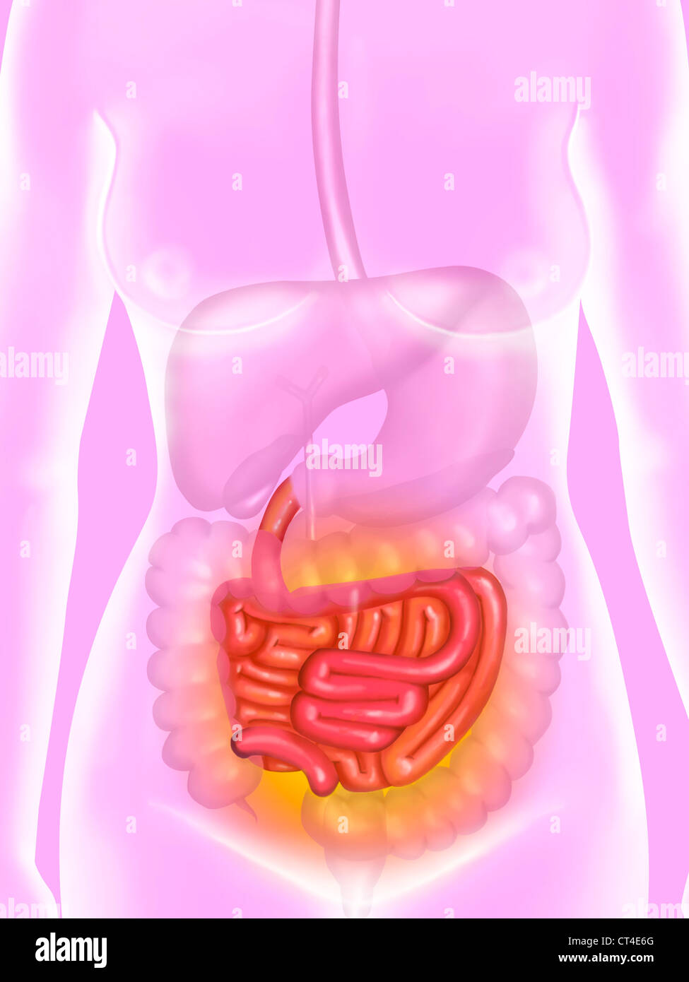 Female small intestine hi-res stock photography and images - Alamy