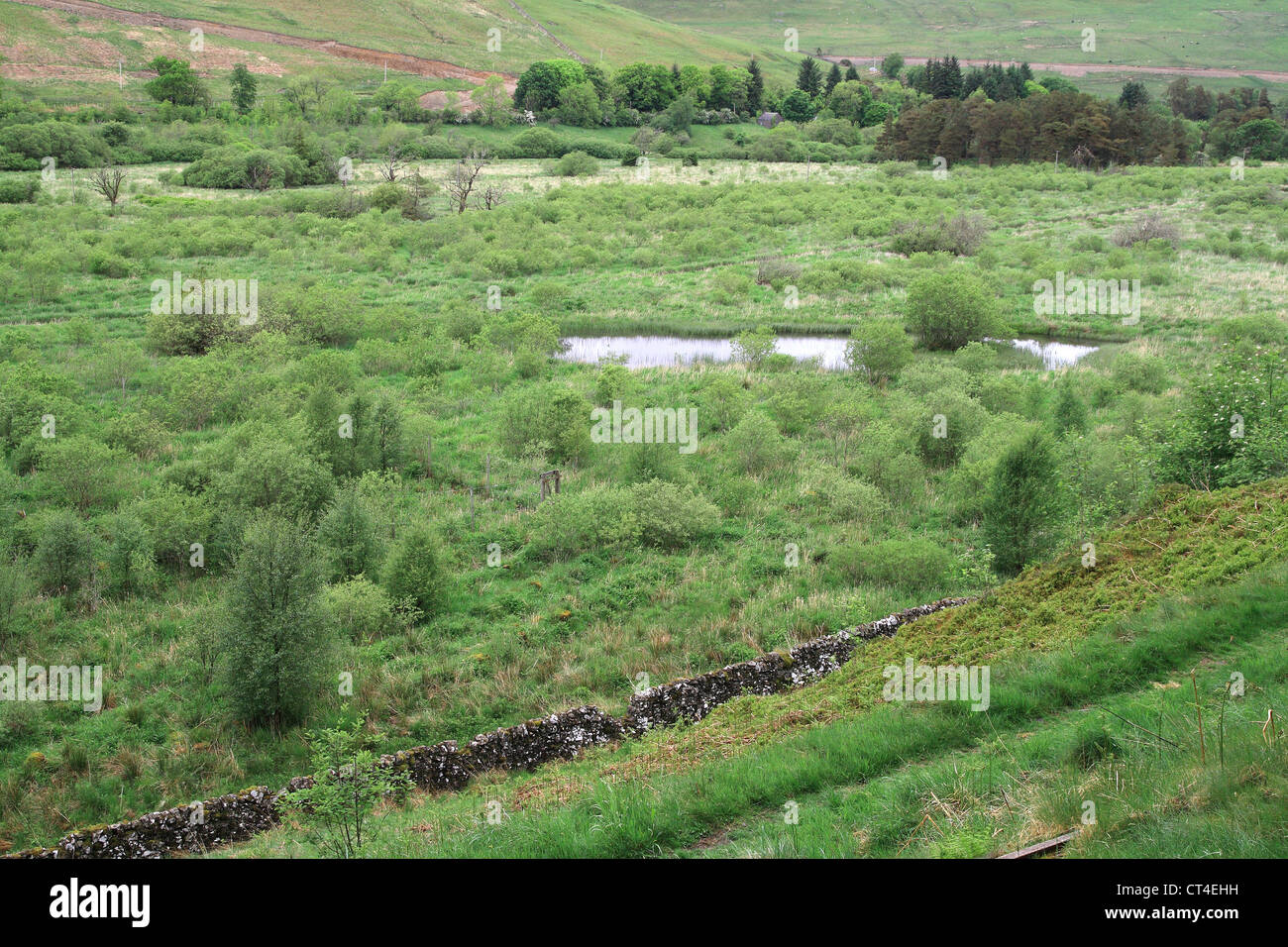 Forest Of Ettrick High Resolution Stock Photography and Images - Alamy