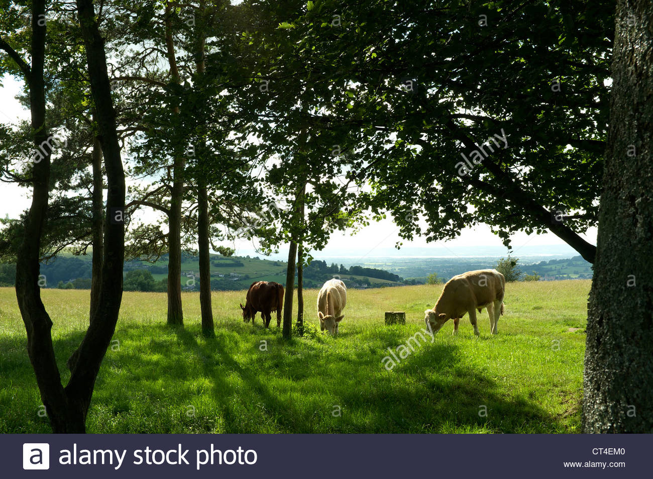 Common Cattle High Resolution Stock Photography and Images - Alamy