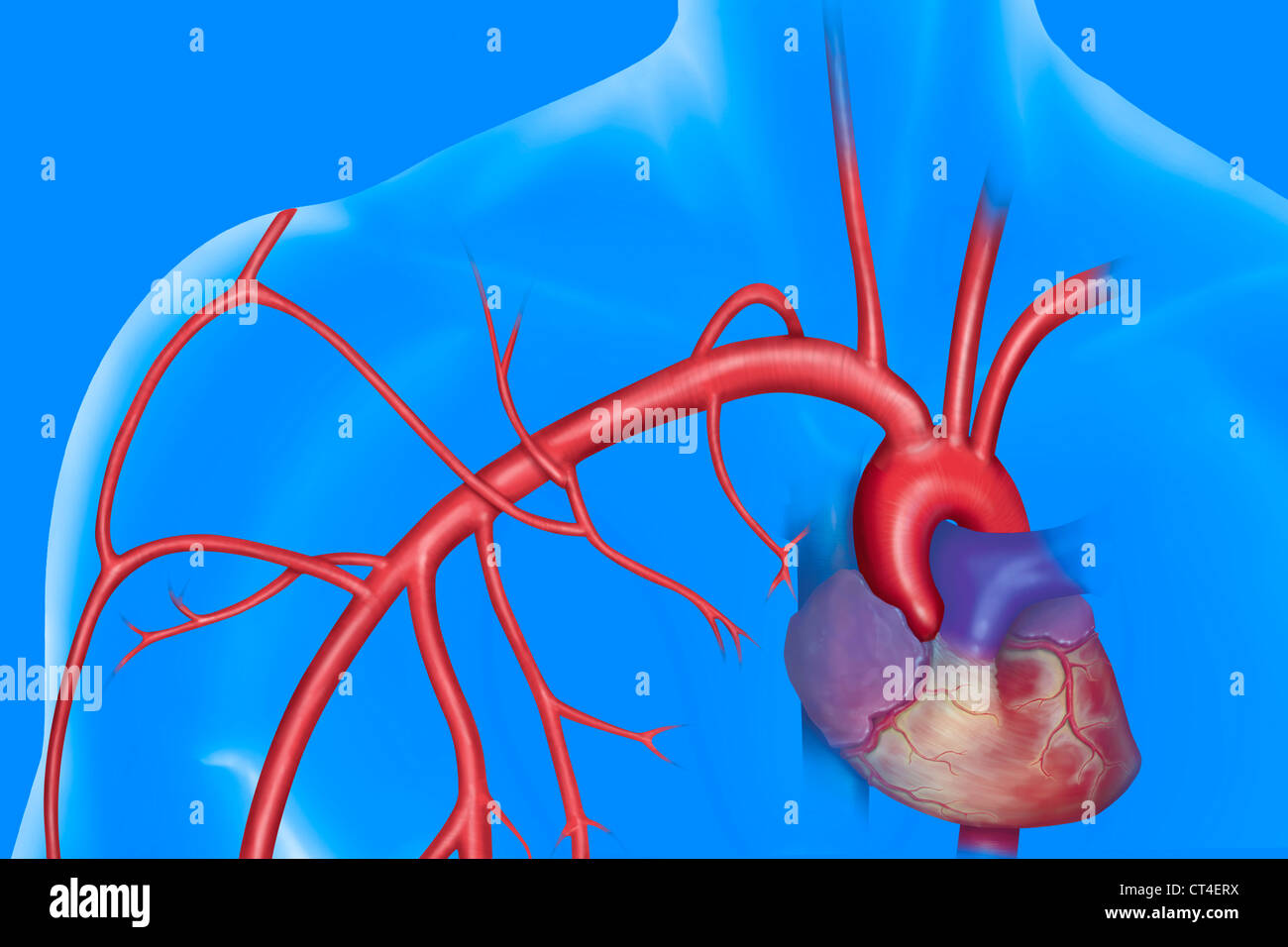 Descending aortas hi-res stock photography and images - Alamy