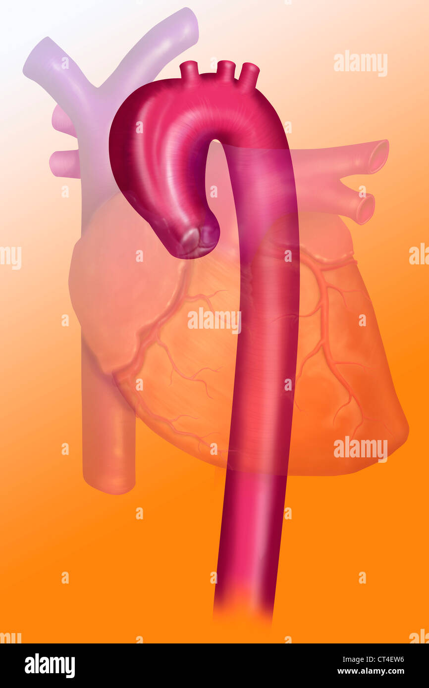 Aortic arch hi-res stock photography and images - Alamy