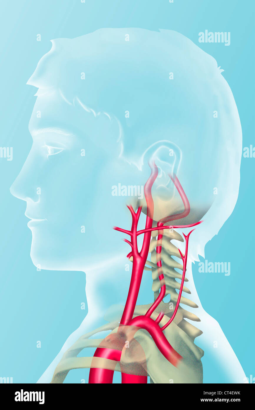 External Carotid Artery Stock Photos & External Carotid Artery Stock ...