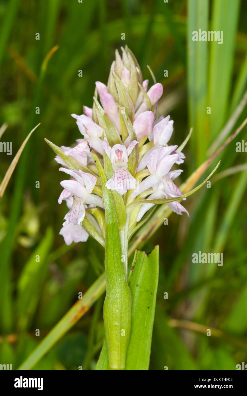 Early Marsh Orchid (Dactylorhiza incarnata Stock Photo - Alamy