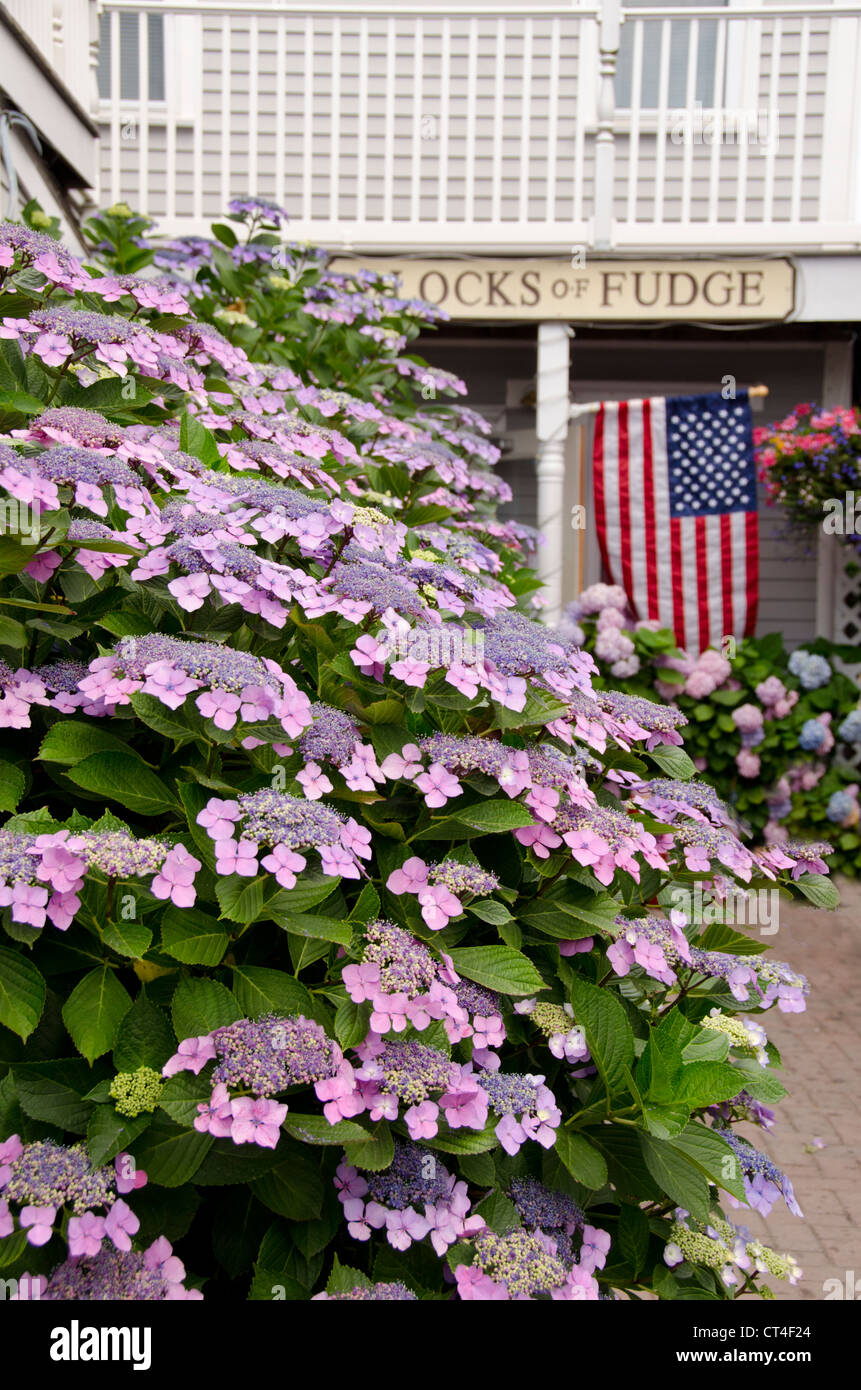 Rhode Island, Block Island. Hydrangeas with American flag Stock Photo ...