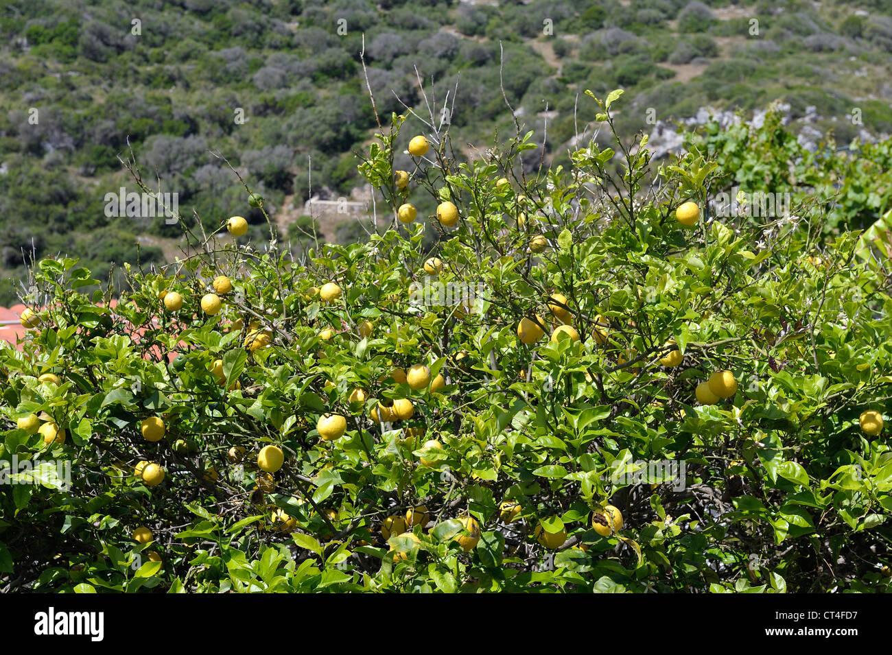 Lemon trees hi-res stock photography and images - Alamy