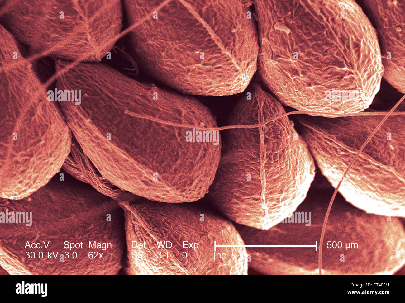 Strawberries fragaria sp hi-res stock photography and images - Alamy