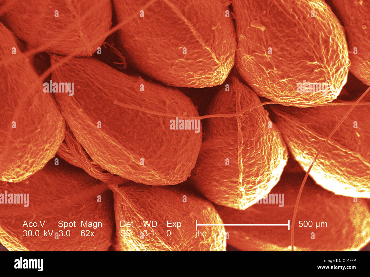 Strawberries fragaria sp hi-res stock photography and images - Alamy